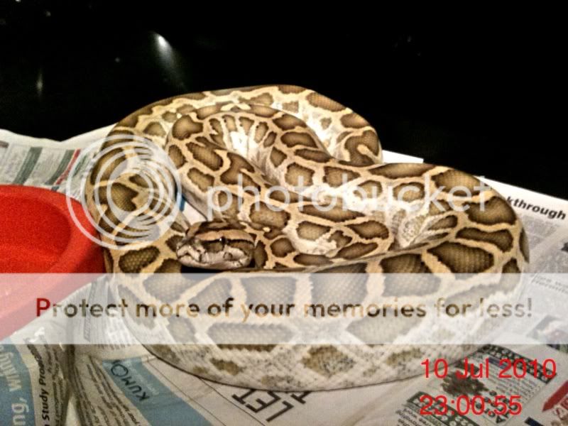 Burmese python | Page 7 | Reptile Forums