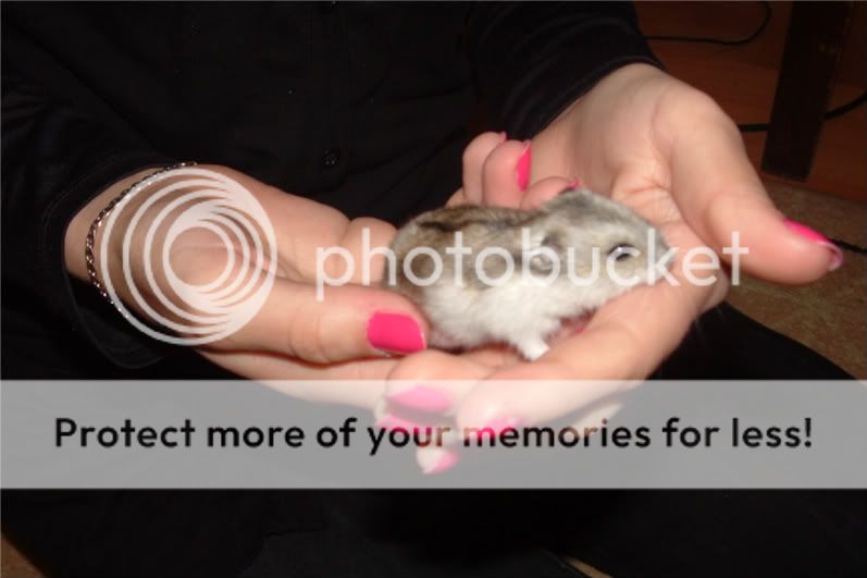 De ce mi-a murit hamsterul? :(( - Forumul Softpedia